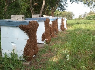 DATCP Home Apiary Program